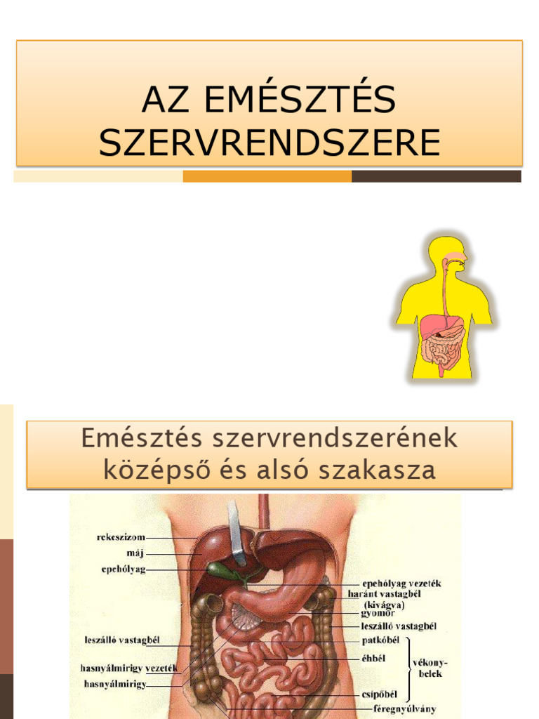 AZ EMÉSZTÉS SZERVRENDSZERE II | PDF