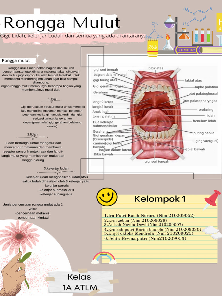 Rongga MUlut | PDF