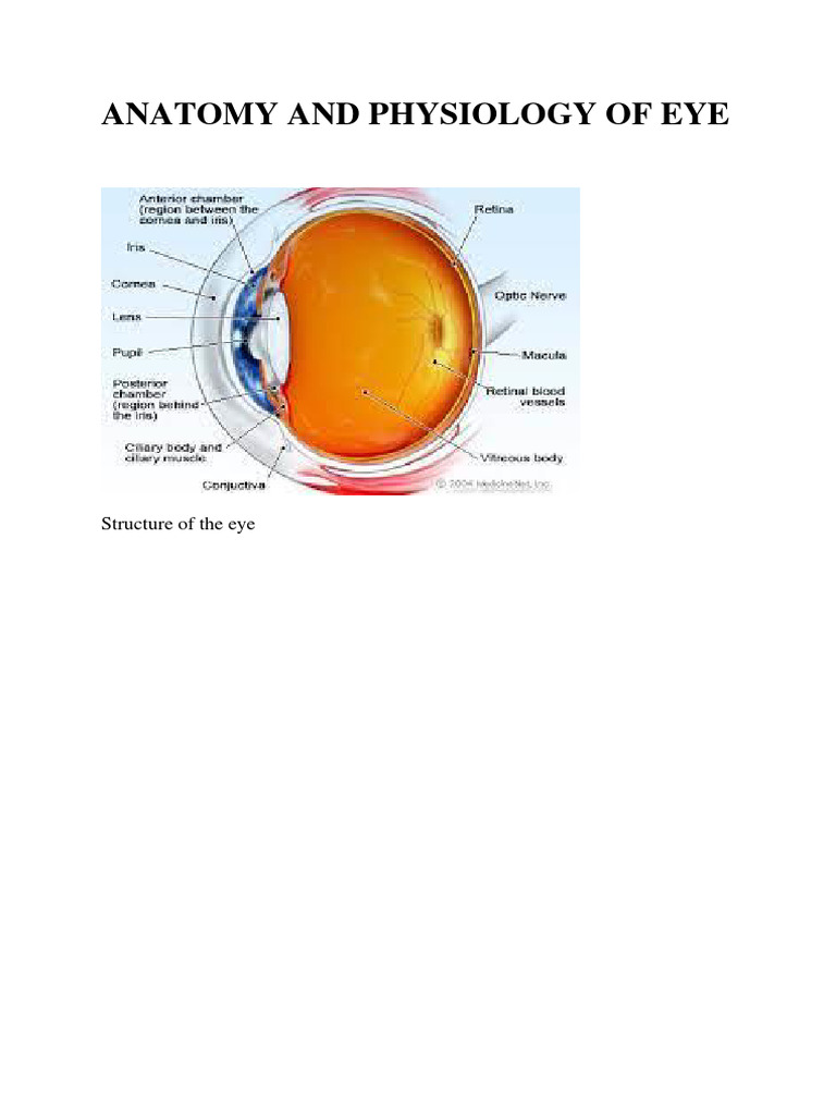 Eye Anatomy and Physiology Overview | PDF | Human Eye | Retina