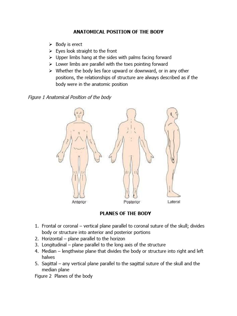 Anatomical Position and Body Planes | PDF | Anatomical Terms Of ...