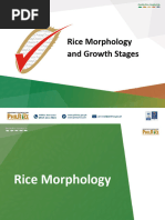 1 Morphology of The Rice Plant | PDF | Rice | Plants