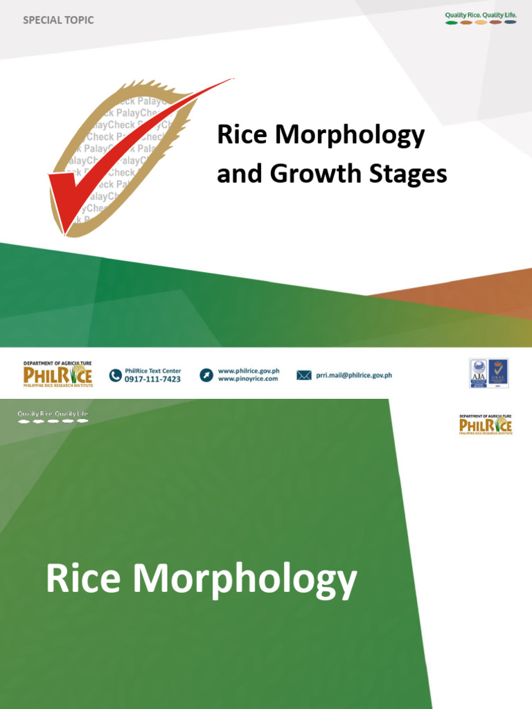 Special Topic - Growth Stages and Morphology of The Plant | PDF ...