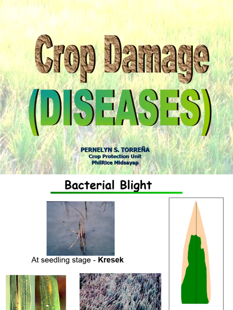 Rice Disease | PDF | Organisms | Medical Specialties