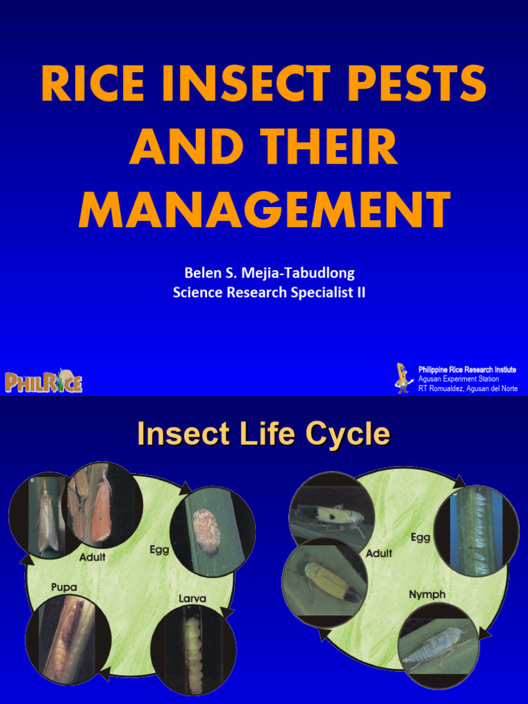 Rice Insect Pest & Their Management | PDF | Biological Pest Control | Rice