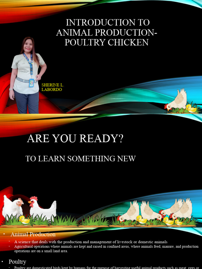 Introduction to Poultry Production | PDF | Chicken | Poultry Farming