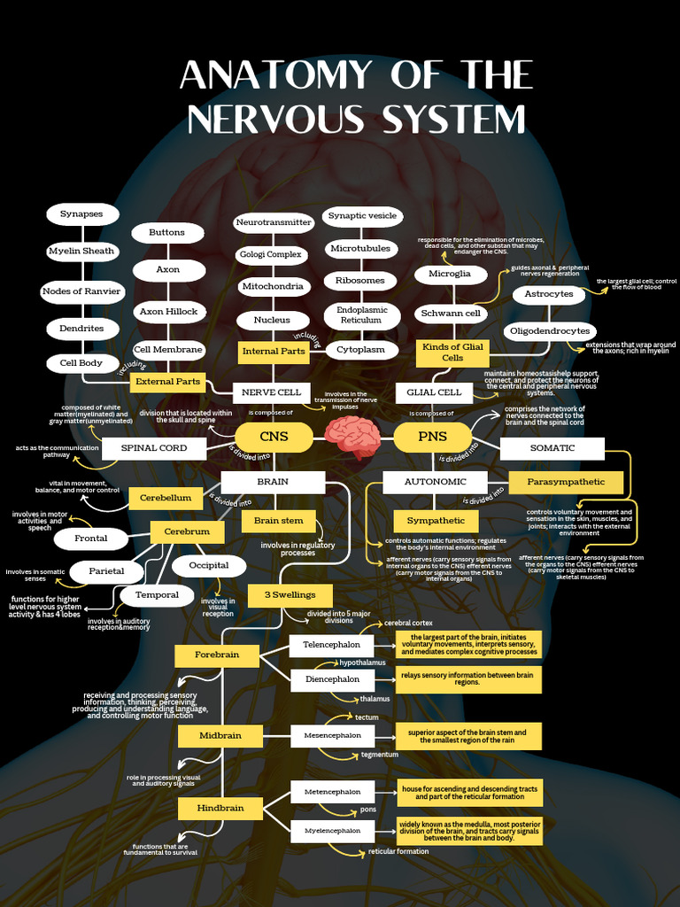 Concept Map - Human Nervous System | PDF | Central Nervous System | Neuron