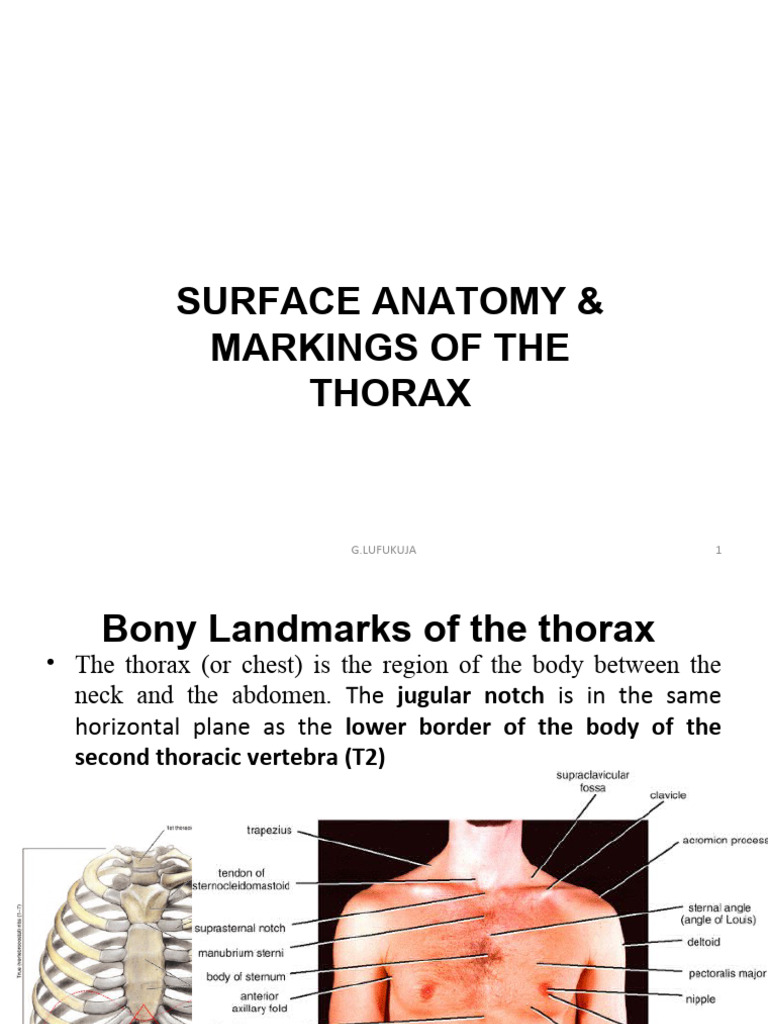 Surface Anat of Thorax | PDF | Thorax | Vertebra