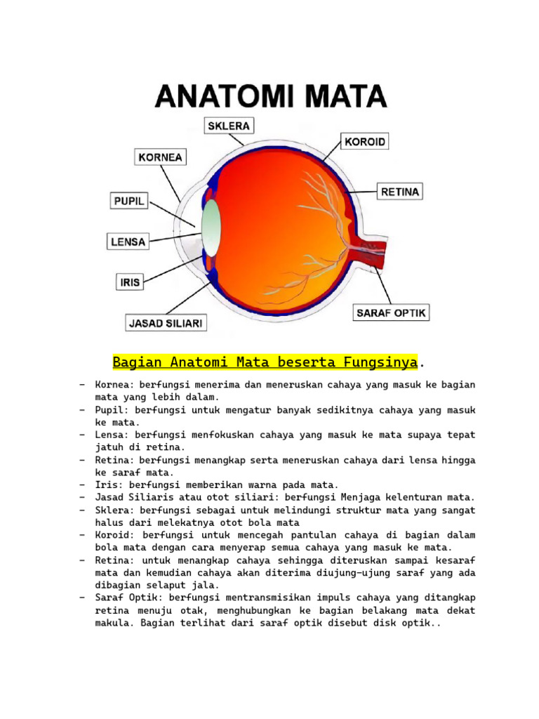 Bagian Anatomi Mata Beserta Fungsinya | PDF