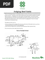 Livestock Judging Techniques Explained | PDF | Livestock | Domesticated ...