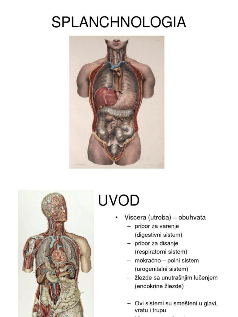 Anatomija - Organi PDF | PDF