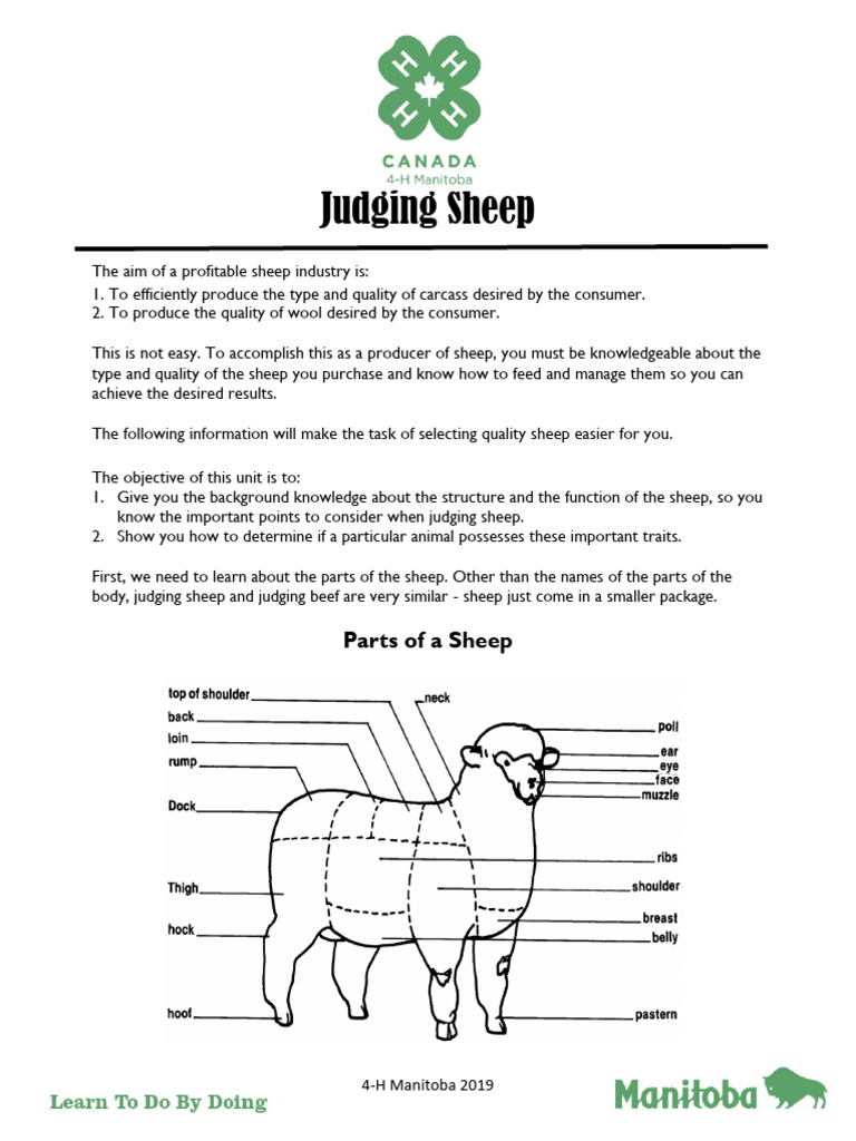 Judge Sheep | PDF | Sheep | Wool