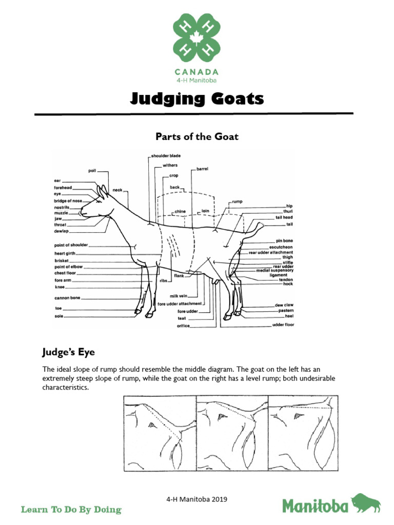 Judge Goats | PDF | Goat