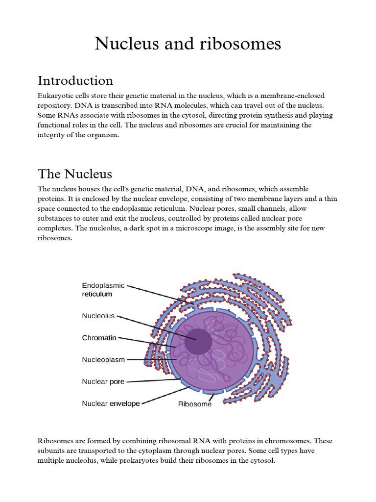 Nucleus and Ribosomes | PDF | Cell Nucleus | Ribosome