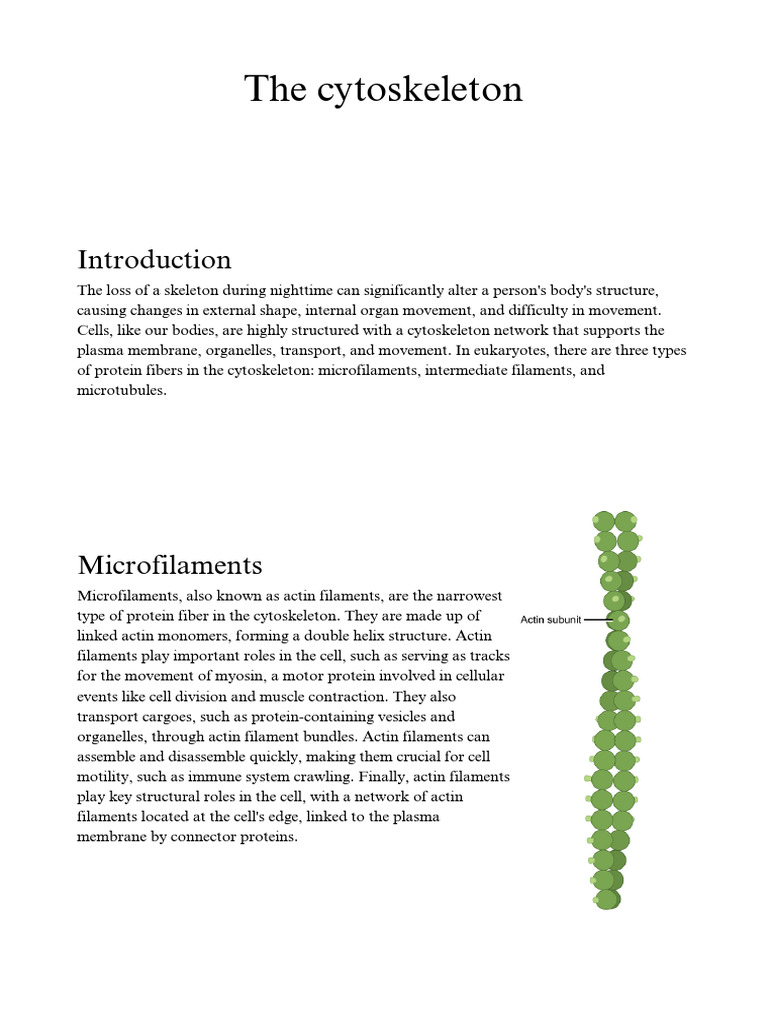 The Cytoskeleton | PDF | Cytoskeleton | Microtubule