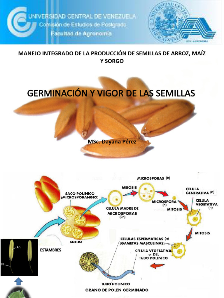 15 Germinación y Vigor de Las Semillas | PDF | Germinación | Semilla