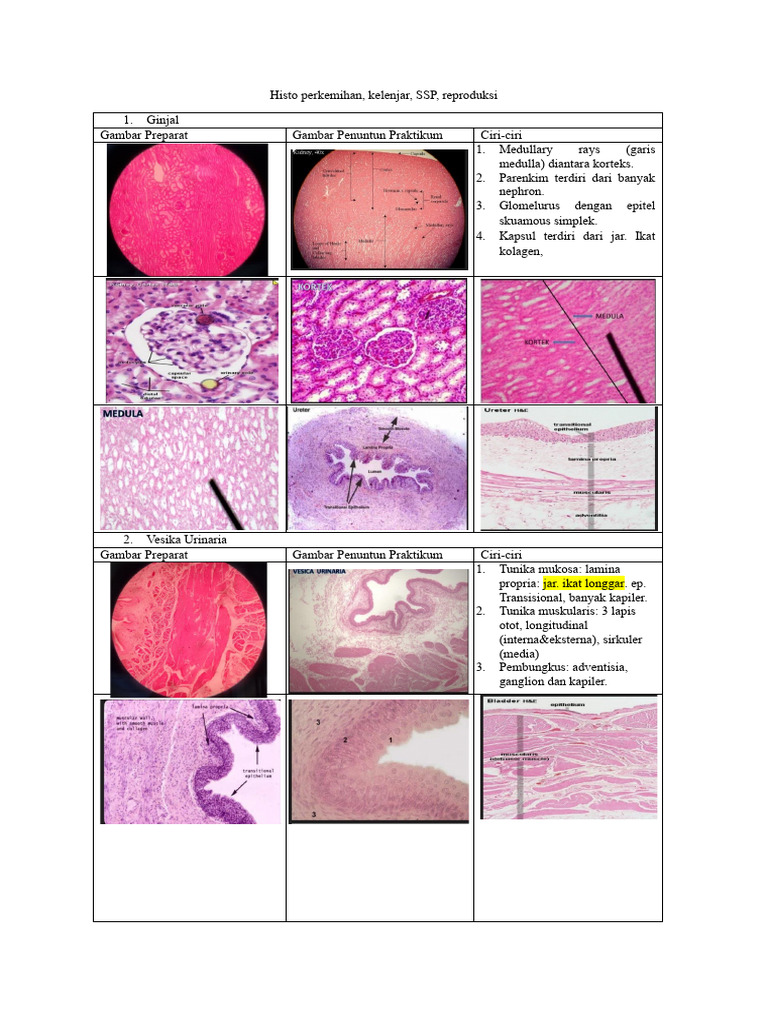 Preparat Histo II Part 2 | PDF