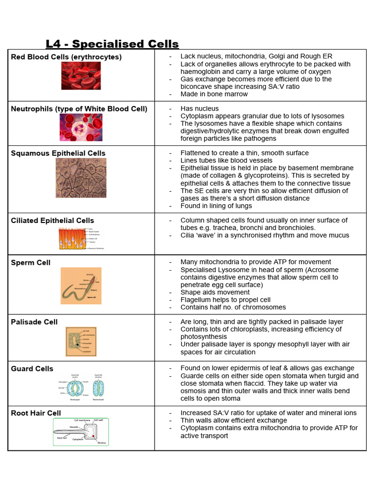 Biology A-Level OCR A: Specialised Cells & Organism Organisation | PDF ...