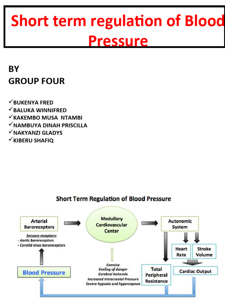 Long & Short Term Regulation of BP | PDF | Autonomic Nervous System | Heart