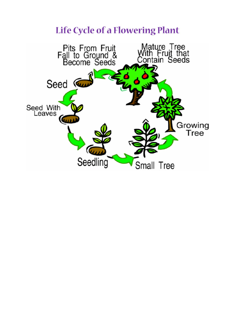 Life cycle of plants | PDF