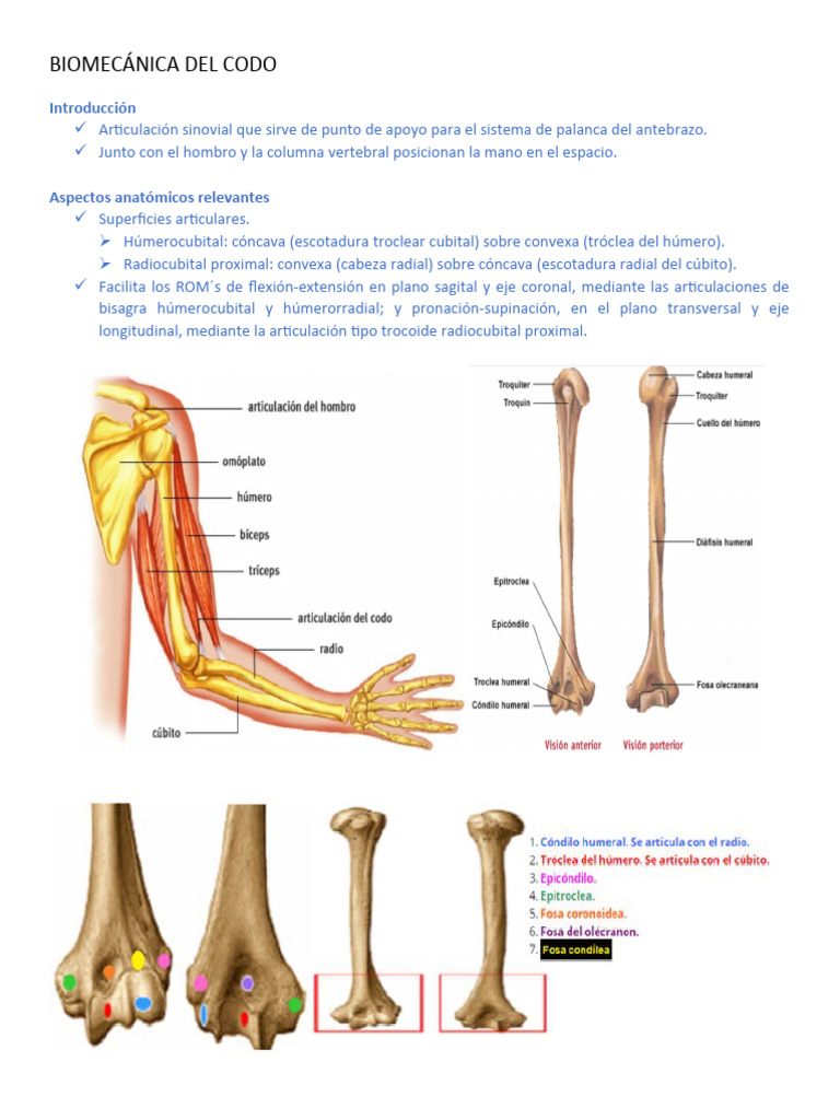Biomecánica Del Codo | Descargar gratis PDF | Codo | Articulación