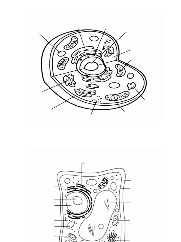 Blank Animal And Plant Cell Diagram
