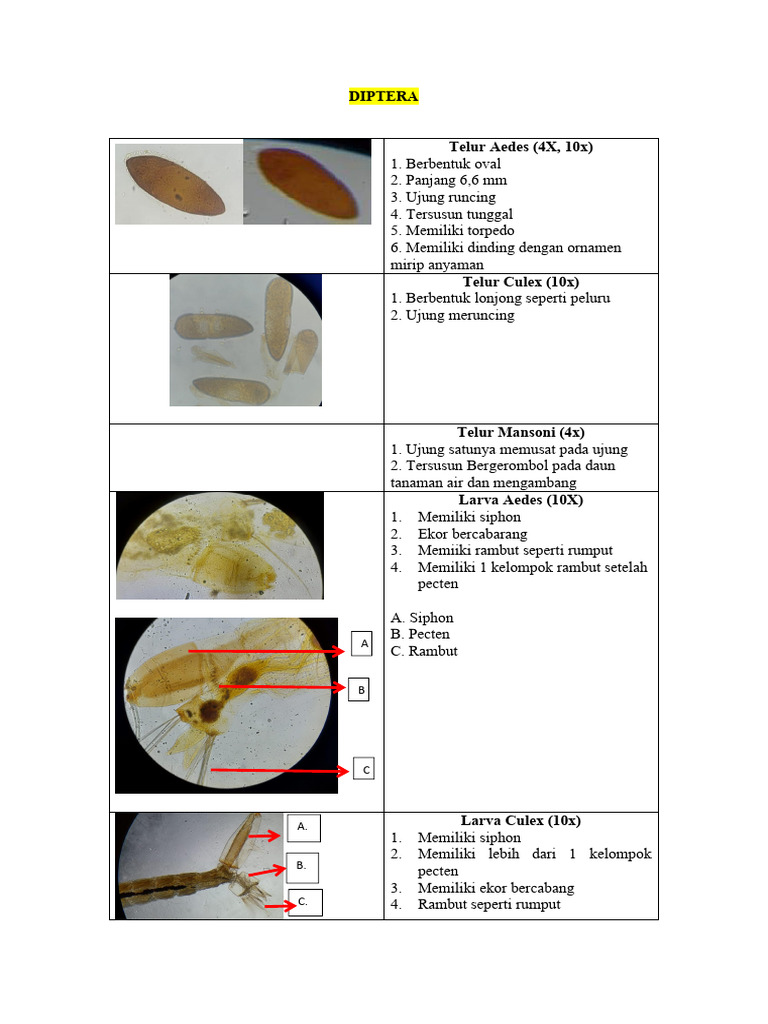 Rangkuman Proto | PDF