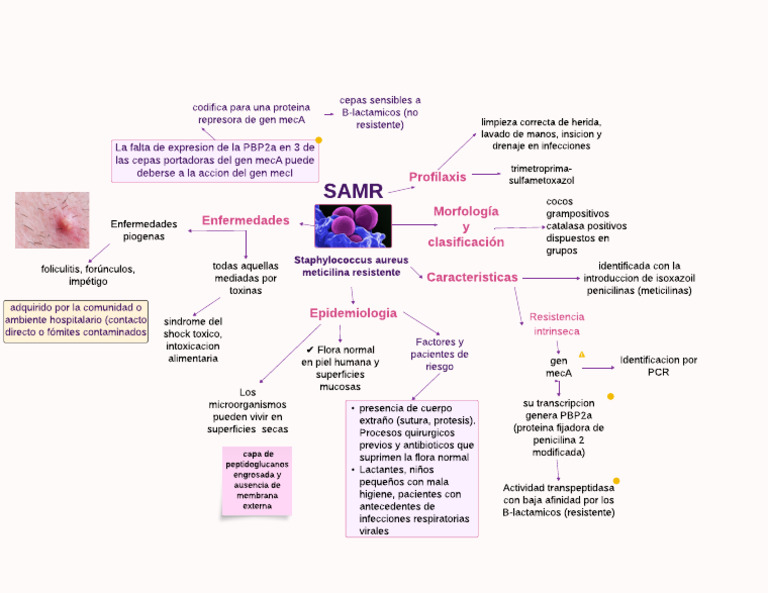 Mapa Mental | Descargar gratis PDF | Staphylococcus Aureus | Cuidado de la salud