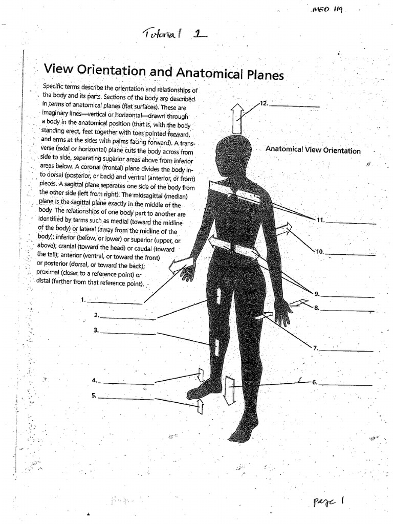 Tutorial 1 - Worksheet, Orientaion To Anatomy | PDF