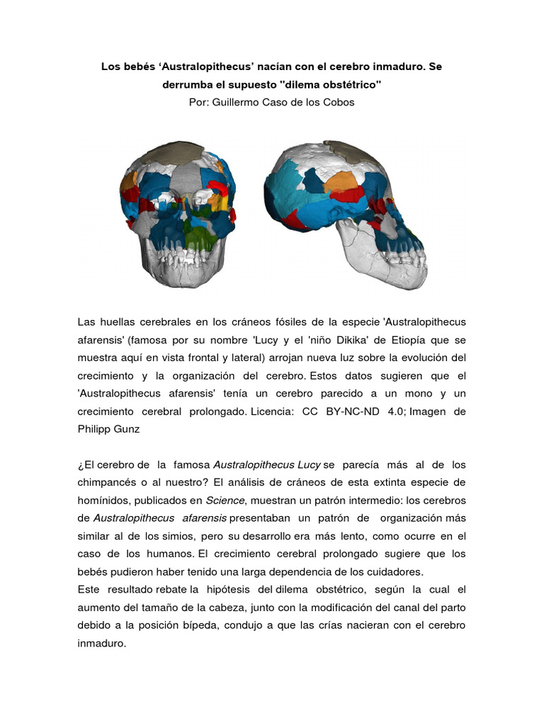 Cerebro inmaduro en Australopithecus afarensis | PDF | Humano | Cerebro