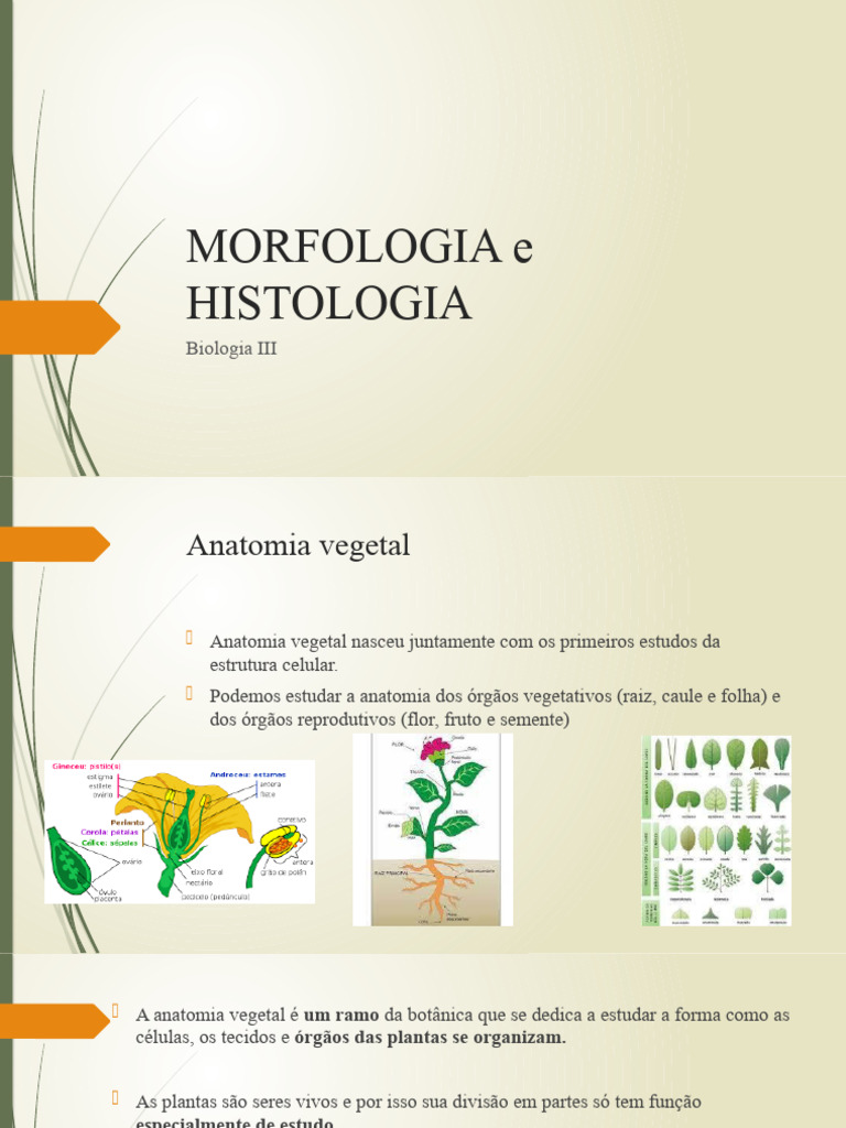 Histologia Vegetal | Download grátis PDF | Raiz | Folha