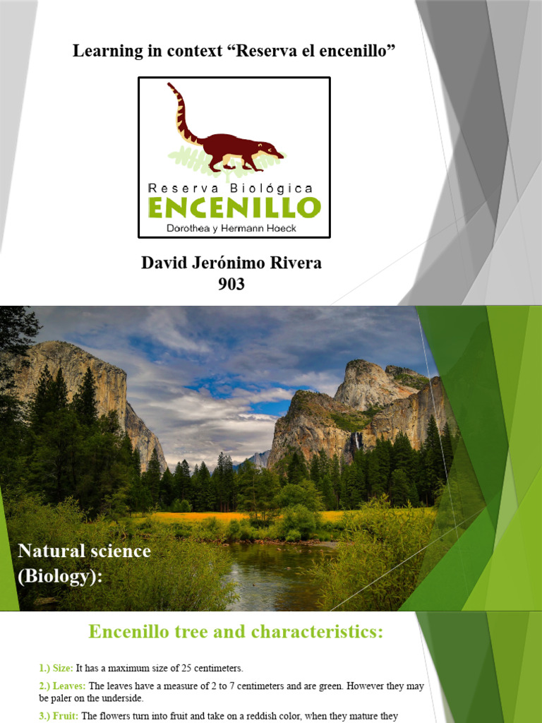 Trabajo Del Encenillo | PDF | Plants | Ecosystem