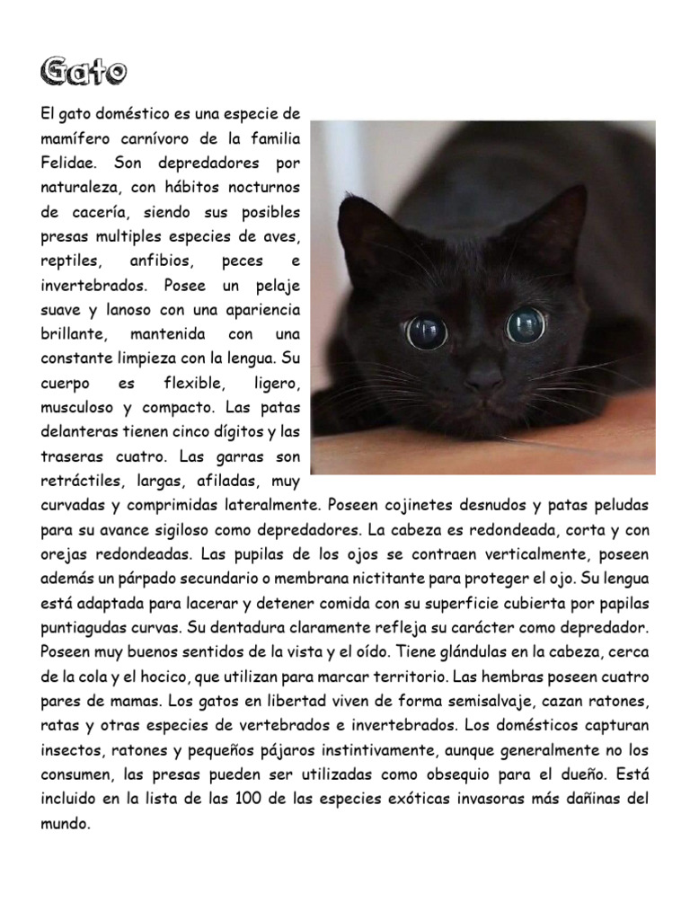 Gato | PDF | Zoología