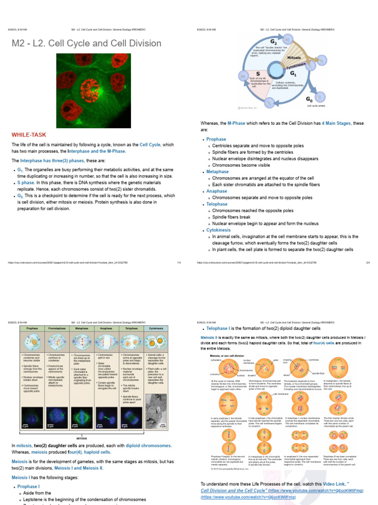 M2 - L2. Cell Cycle and Cell Division | PDF | Meiosis | Mitosis