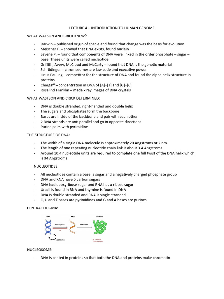LECTURE 4 - INTRODUCTION TO HUMAN GENOME | PDF | Dna | Nucleotides