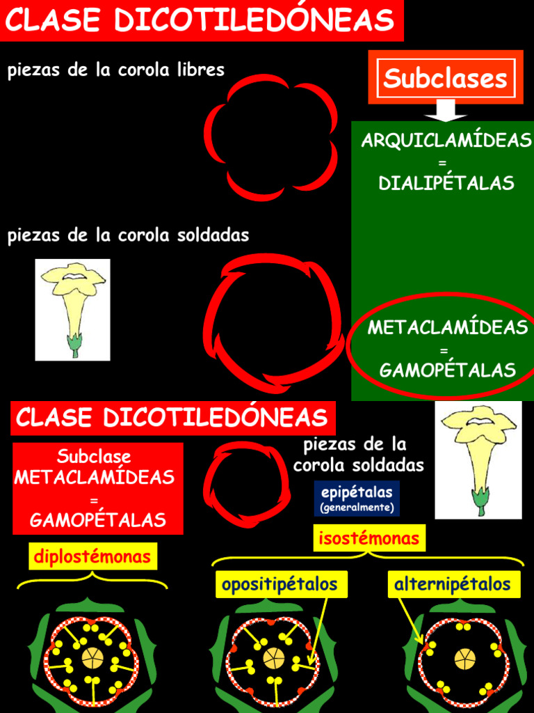 Clasificación de Dicotiledóneas | PDF | Morfología Vegetal | Plantas