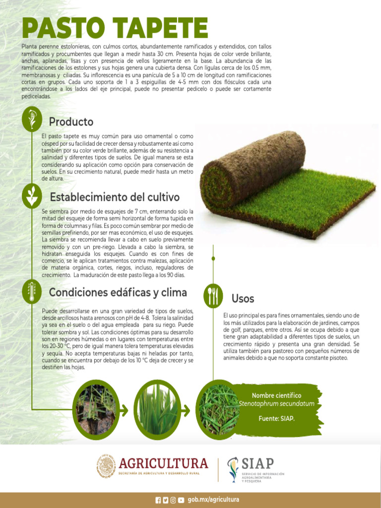 Pasto Tapete | PDF | Pasto | Plantas