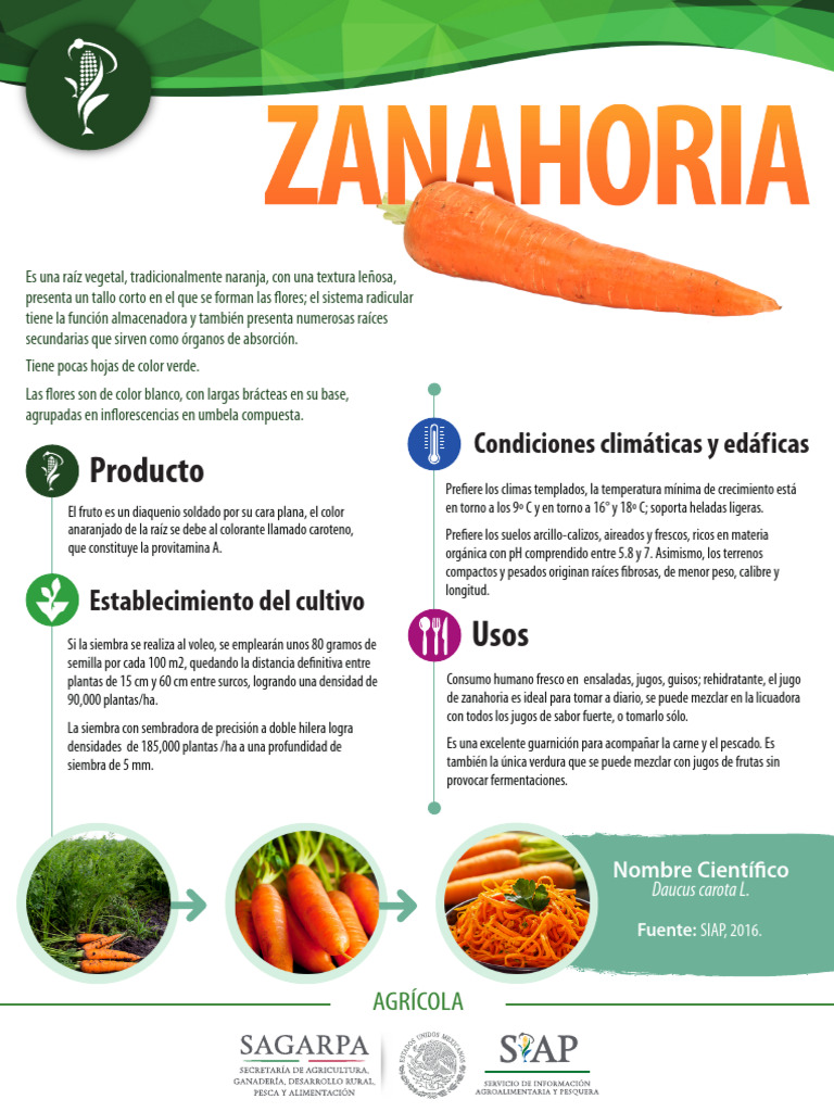 Ficha Técnica de la Zanahoria | PDF | Plantas | Botánica