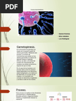 Esquema Proceso Gametogénesis Detallado | PDF | Mitosis | Sistema reproductivo