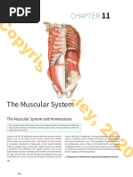 Cbse Class Ix Animal Tissue Flow Chart | PDF | Epithelium | Tissue ...