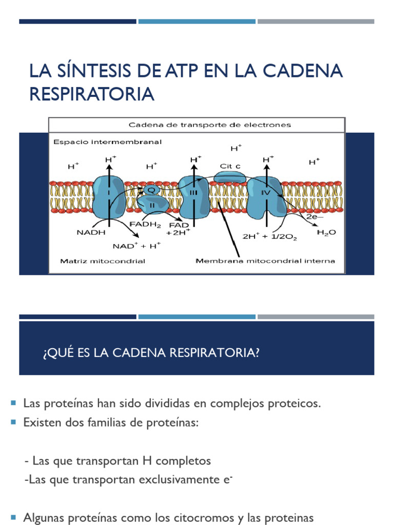 3-2022 Cte y Fosforilacion Oxidativa | PDF | Cadena de transporte de electrones | Trifosfato de ...