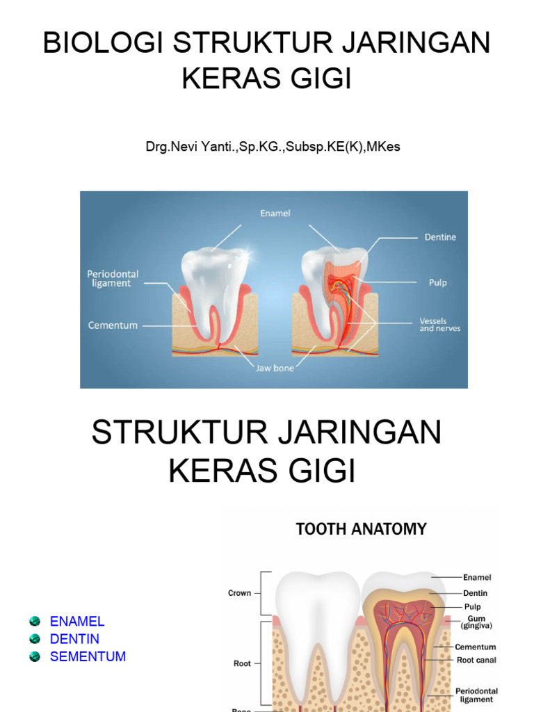 Biologi Struktur Jaringan Keras Gigi | PDF | Tooth Enamel | Tooth
