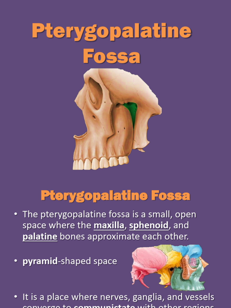 Pterygopalatine Fossa | PDF | Human Head And Neck | Human Anatomy