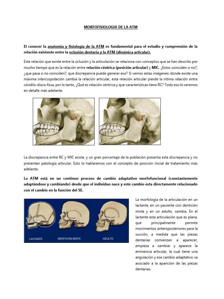 Morfofisiologia de La Atm | PDF | Articulación | Anatomía