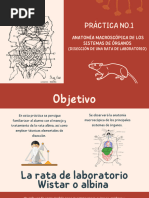 Anatomia de La Rata Externa e Interna Tacher | PDF | Riñón | Abdomen