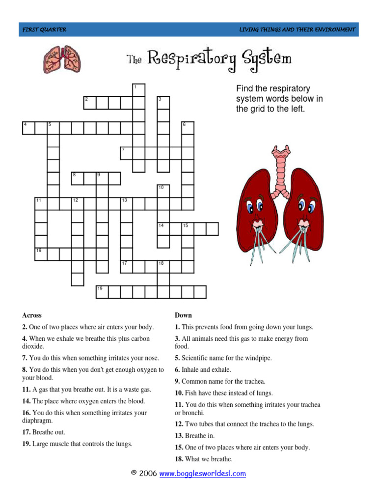 Worksheet Respiration Crossword | PDF | Breathing | Respiratory System