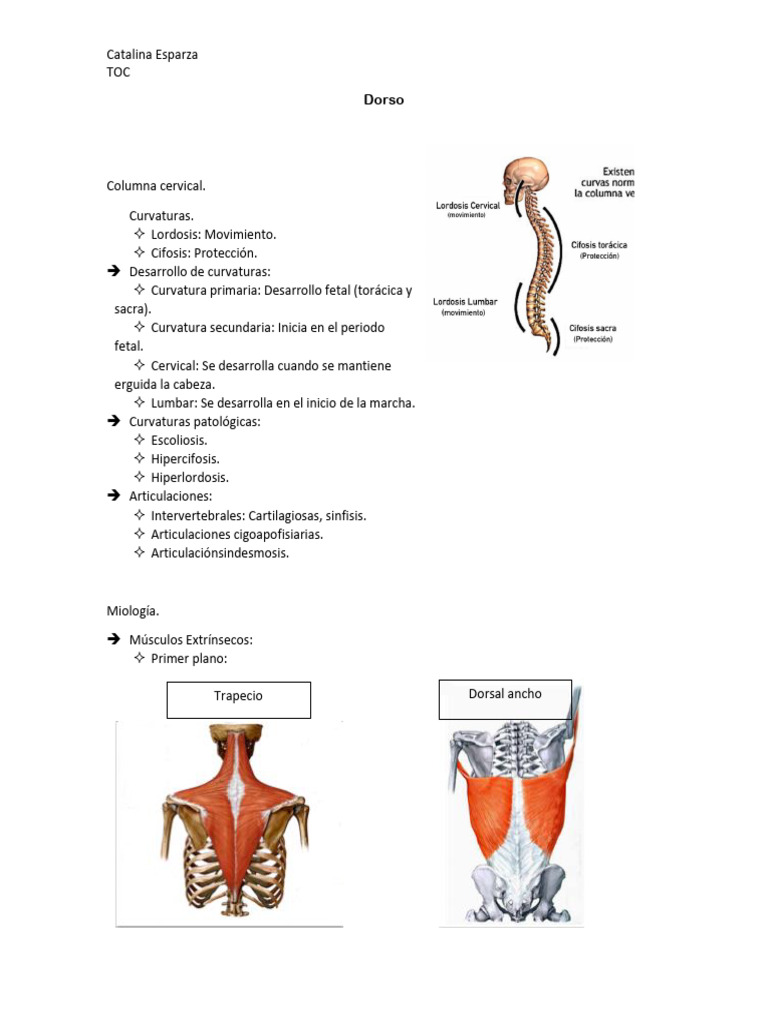 Dorso | PDF | Anatomía humana | Sistema musculoesquelético