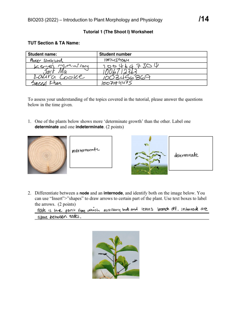 BIO203+%282022%29+-+Tutorial+1+-+The+Shoot+I+-+Worksheet+Ver+A | PDF