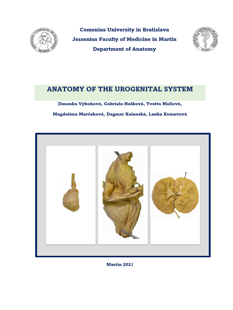Medical Students' Urogenital Guide | PDF | Kidney | Morphology (Biology)