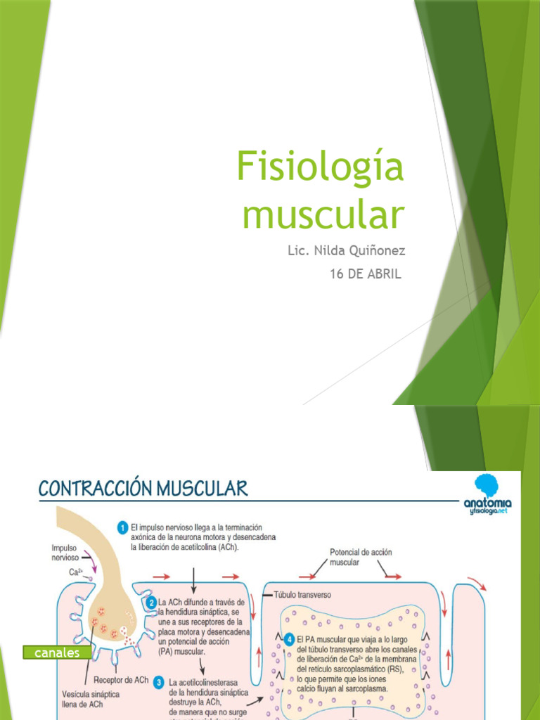 Fisiología Muscular | PDF | Músculo esquelético | Contracción muscular