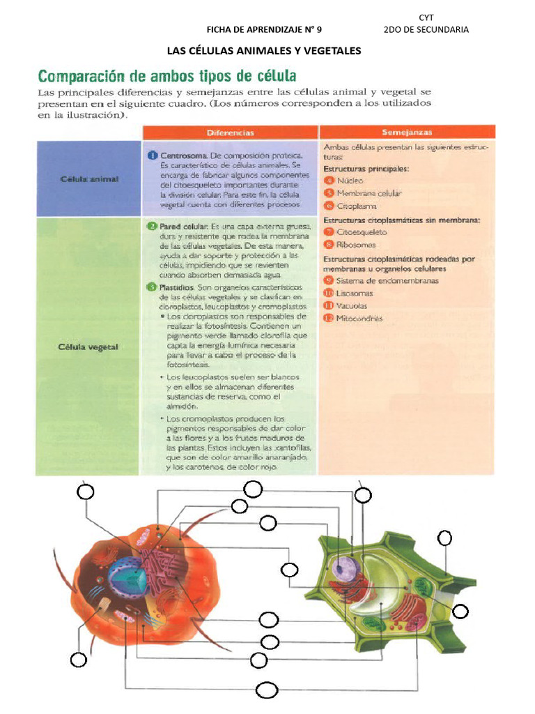 Ficha de Aprendizaje N 9 Celula Animal y Celula Vegetal | PDF | Plantas ...